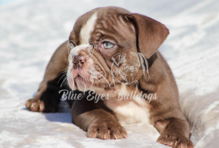 English Bulldogs For Sale In Texas | #1 AKC Registered